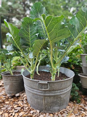 How To Use Galvanized Buckets As Growing Containers - Semi Homestead Life