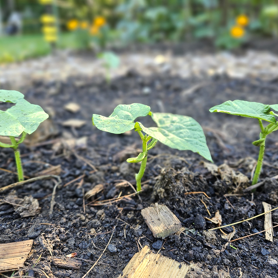 Green Bean Plants - How To Plant, Grow, & Care For Green Beans