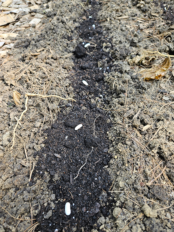 Green Bean Plants - How To Plant, Grow, & Care For Green Beans