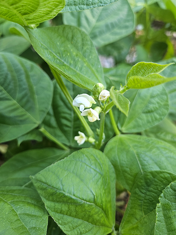 Green Bean Plants - How To Plant, Grow, & Care For Green Beans