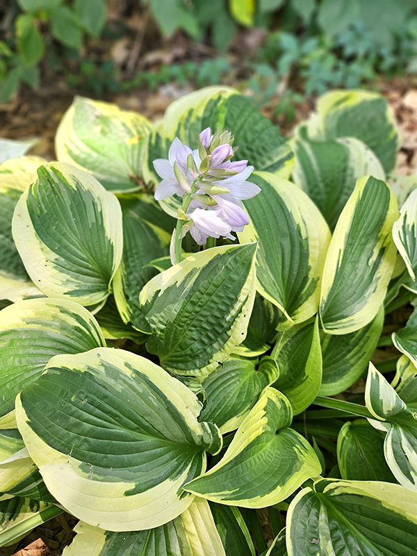 How To Grow Hostas - The Shade Loving Perennial