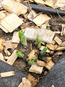 How To Grow Hostas - The Shade Loving Perennial
