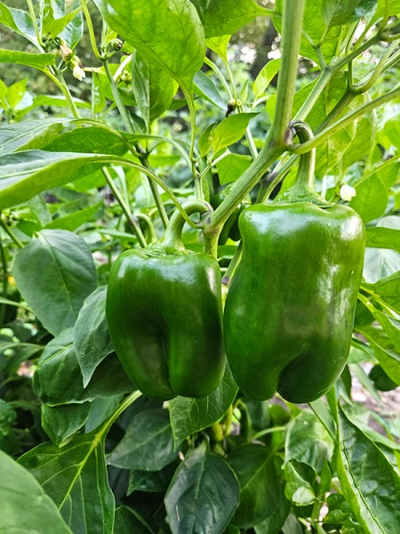 Planting And Growing Peppers - From Hot & Spicy To Mild & Sweet