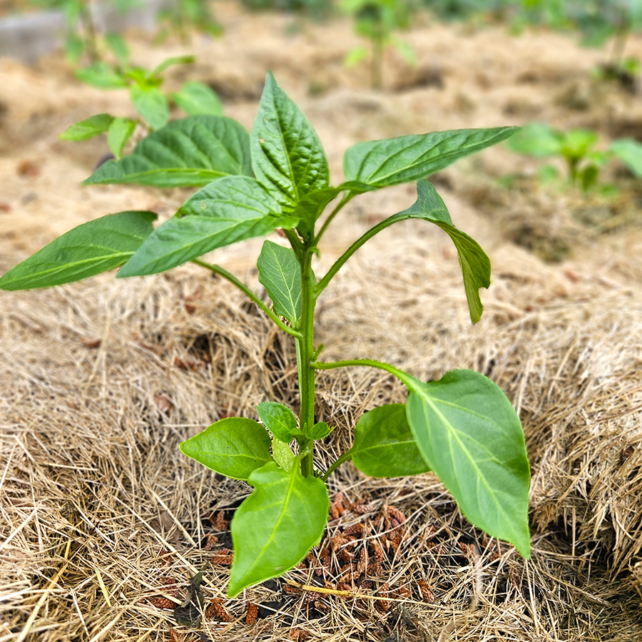 Planting And Growing Peppers - From Hot & Spicy To Mild & Sweet