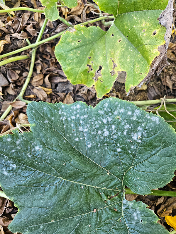 Growing Rows In The Fall - Prepare The Garden For Winter