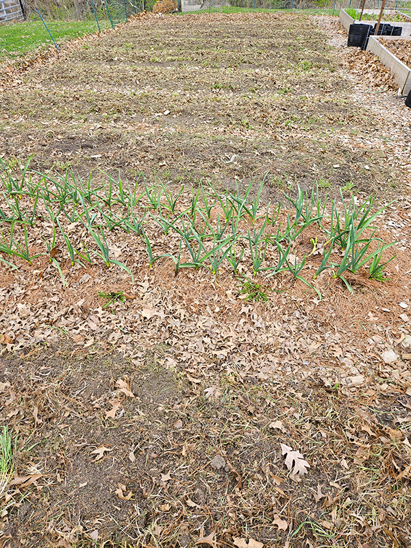 Growing Rows In Spring - What To Do Before Planting The Garden