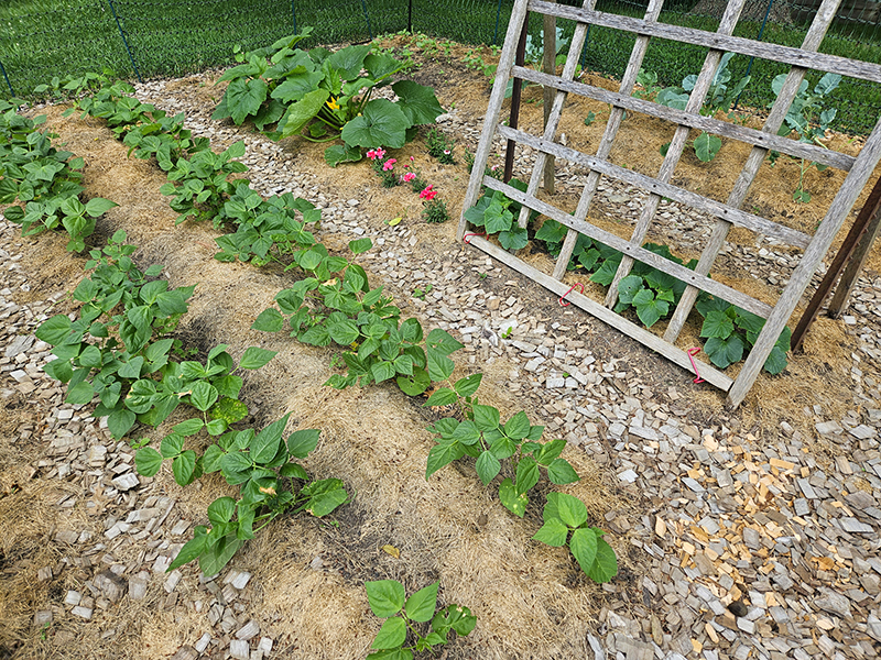 Growing Rows In Spring - What To Do Before Planting The Garden