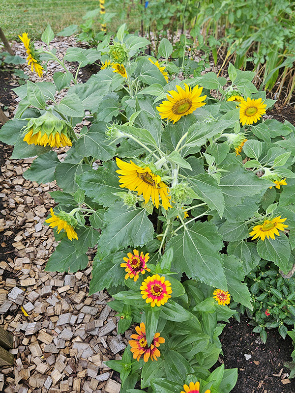 Growing Sunflowers From Seed - From Planting Until Harvest