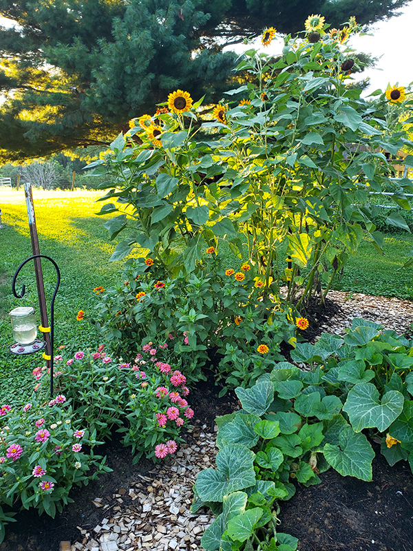 Growing Sunflowers From Seed - From Planting Until Harvest