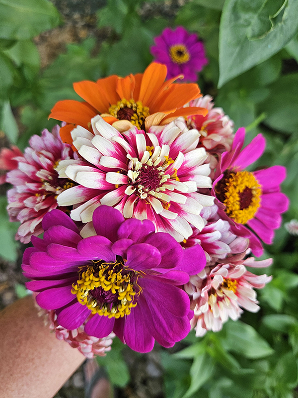 Growing Zinnias From Start To Finish - Plant, Grow & Cut Zinnias