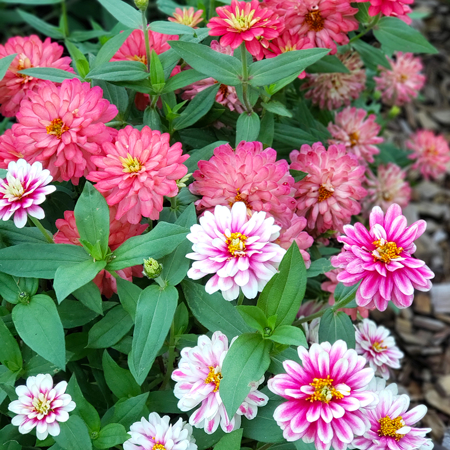 Growing Zinnias From Start To Finish - Plant, Grow & Cut Zinnias
