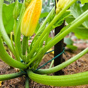Growing Zucchini Vertically Or Not - How To Grow Zucchini Plants