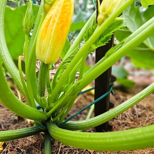 Growing Zucchini Vertically Or Not - How To Grow Zucchini Plants