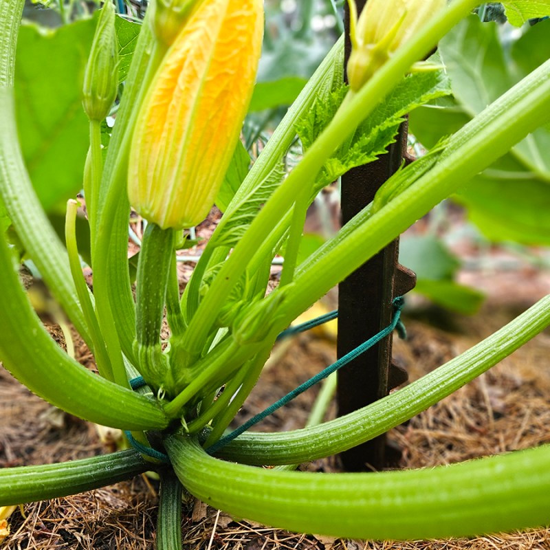 Growing Zucchini Vertically Or Not - How To Grow Zucchini Plants