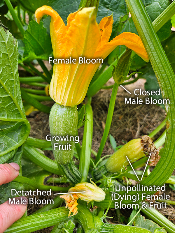Hand-Pollinating Zucchini & Other Squash: 2 Steps For High Yields