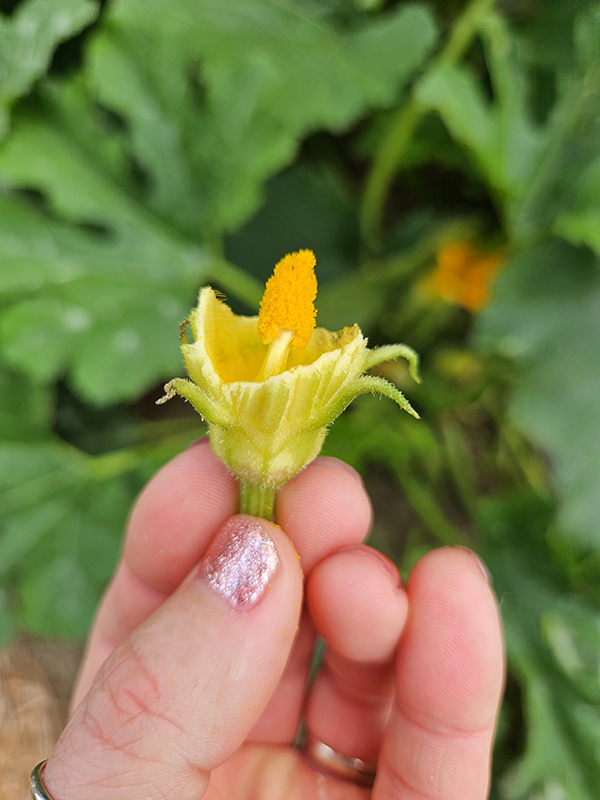 Hand-Pollinating Zucchini & Other Squash: 2 Steps For High Yields