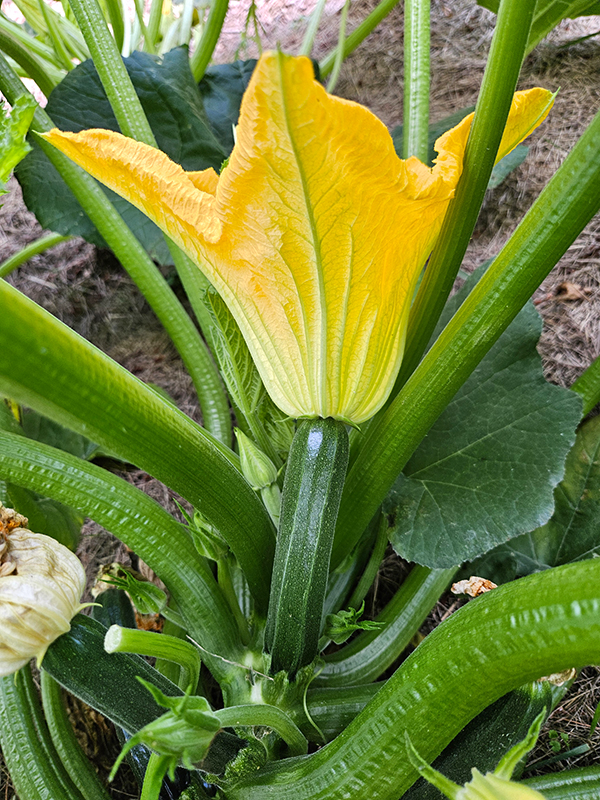 Hand-Pollinating Zucchini & Other Squash: 2 Steps For High Yields