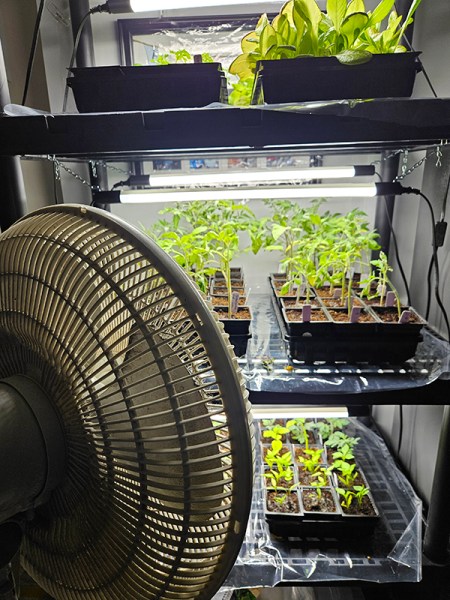 Why And How To Harden Off Tomato Plants And Other Seedlings