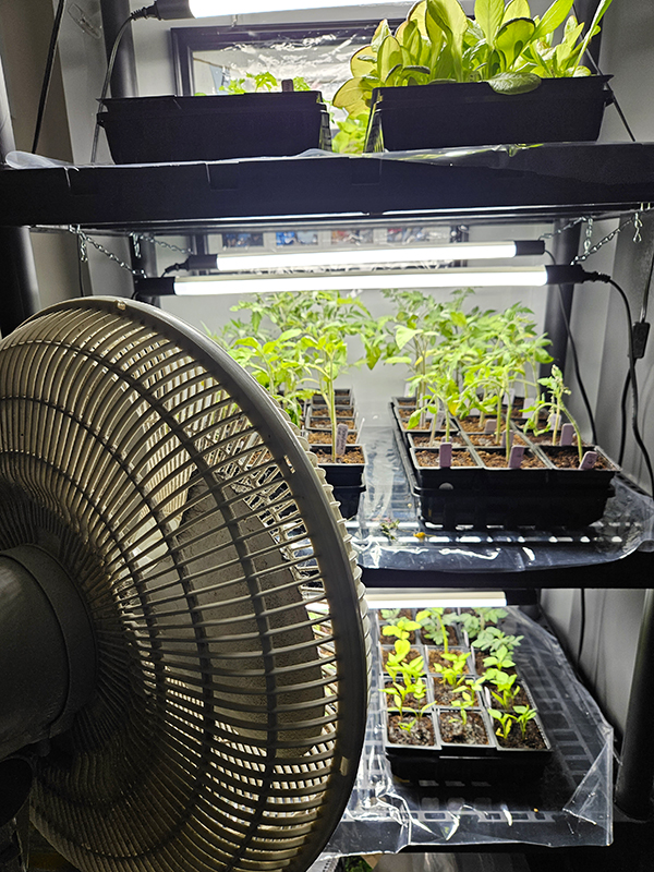 Why And How To Harden Off Tomato Plants And Other Seedlings