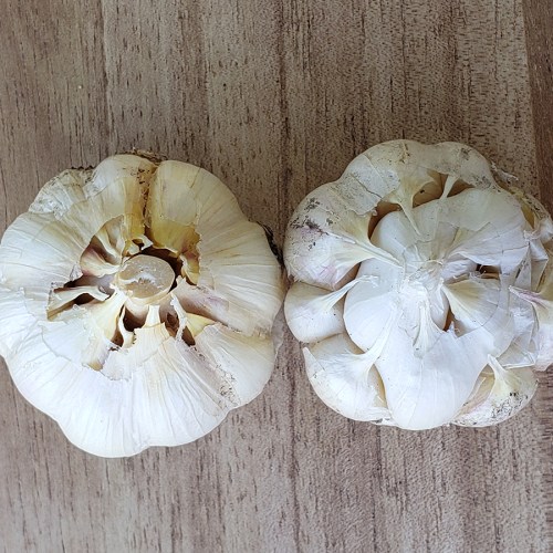 Hardneck And Softneck Garlic - Which Type Should You Grow?