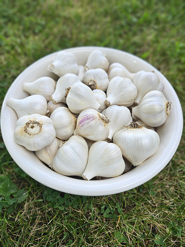 Hardneck And Softneck Garlic - Which Type Should You Grow?
