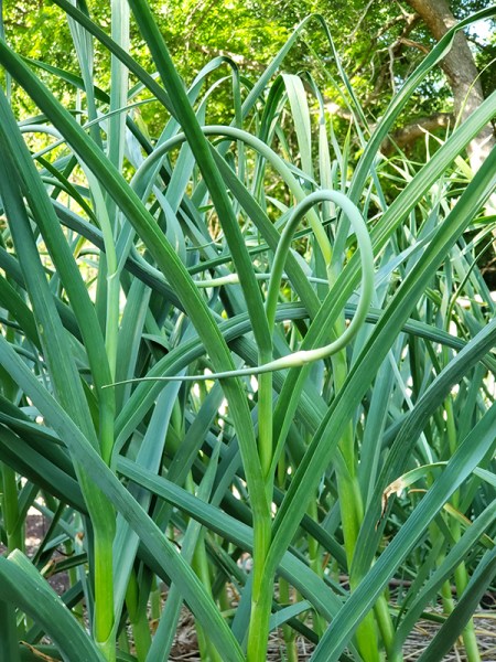 Hardneck And Softneck Garlic - Which Type Should You Grow?