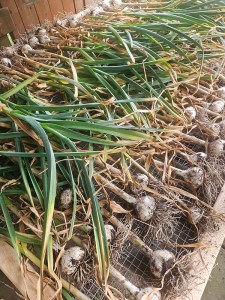 How To Harvest And Cure Garlic For Long-Term Storage