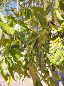 Harvesting And Shelling Pecans - Tips And Tricks For Success