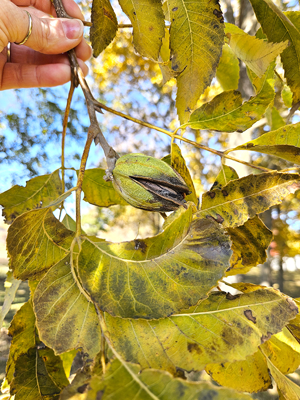 Harvesting And Shelling Pecans - Tips And Tricks For Success