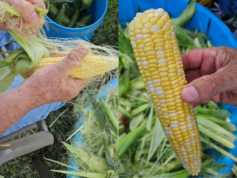 Harvesting & Preserving Sweet Corn - Freeze Now To Enjoy Later!