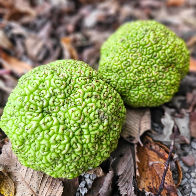 Hedge Apple Trees - Their Uses & The Myths That Surround Them