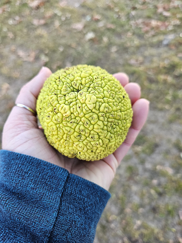 Hedge Apple Trees - Their Uses & The Myths That Surround Them