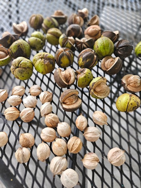 Harvesting Hickory Nuts - How To Forage, Dry & Eat Hickory Nuts