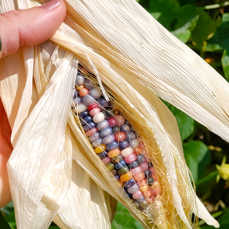 Homegrown Popcorn - From Planting In Your Garden To Popping!
