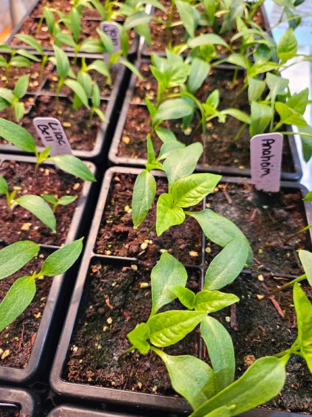 Homegrown Popcorn - From Planting In Your Garden To Popping!