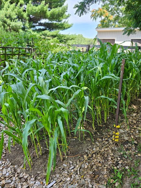 Homegrown Popcorn - From Planting In Your Garden To Popping!