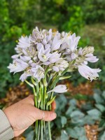 Removing Hosta Blooms - Why & How To Deadhead Hostas