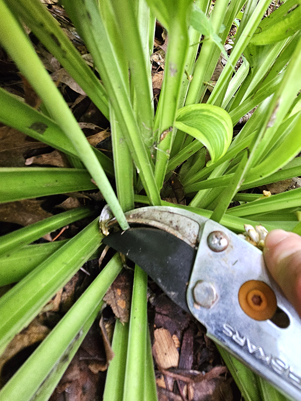 Removing Hosta Blooms - Why & How To Deadhead Hostas