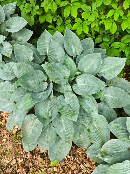 Removing Hosta Blooms - Why & How To Deadhead Hostas