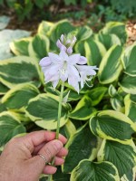 Removing Hosta Blooms - Why & How To Deadhead Hostas