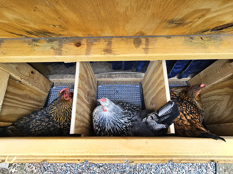 Identifying A Broody Hen - What It means & Signs To Look For