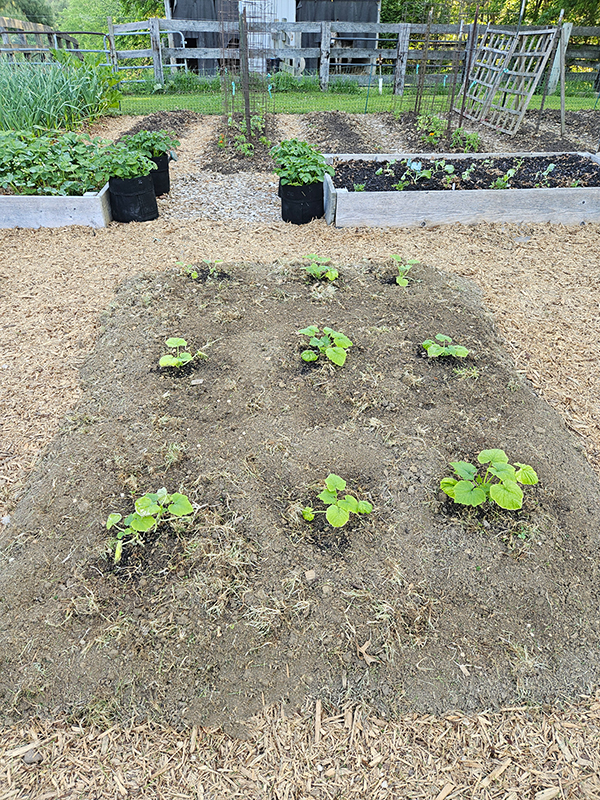 In-Ground Raised Garden Beds: Turning Grass Into A New Garden