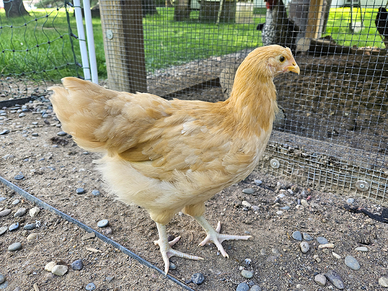 Tips For Integrating New Chicks Into An Old Flock Of Chickens