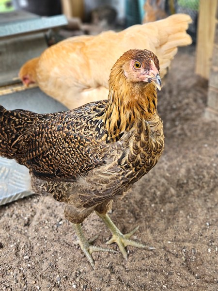 All About Japanese Beetles - Everything you need to know & more!