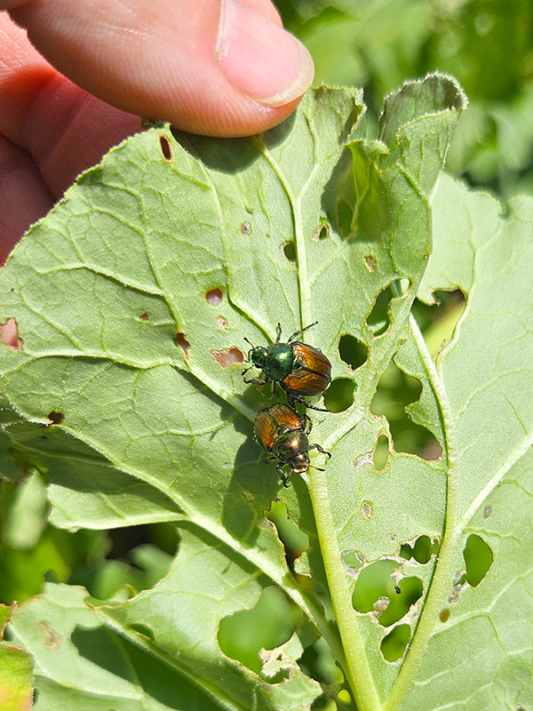 All About Japanese Beetles - Everything you need to know & more!