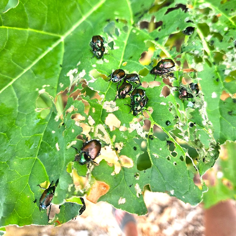 All About Japanese Beetles - Everything you need to know & more!