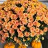 Keeping Mums Alive - 5 Tips To Keep Mums Blooming All Fall Long!