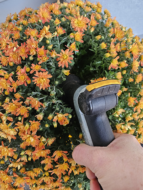 Keeping Mums Alive - 5 Tips To Keep Mums Blooming All Fall Long!