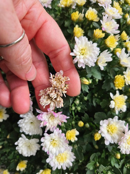 Keeping Mums Alive - 5 Tips To Keep Mums Blooming All Fall Long!