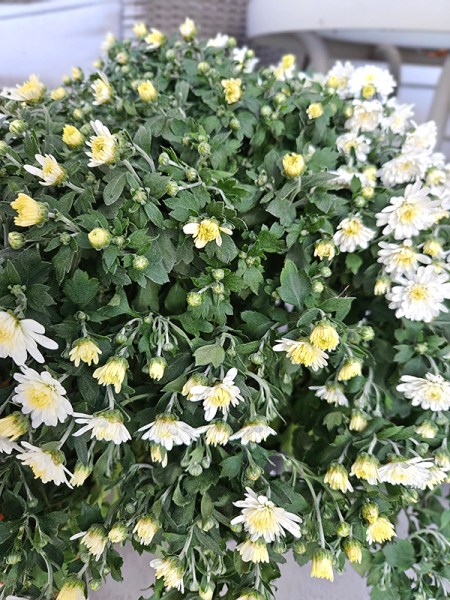 Keeping Mums Alive - 5 Tips To Keep Mums Blooming All Fall Long!